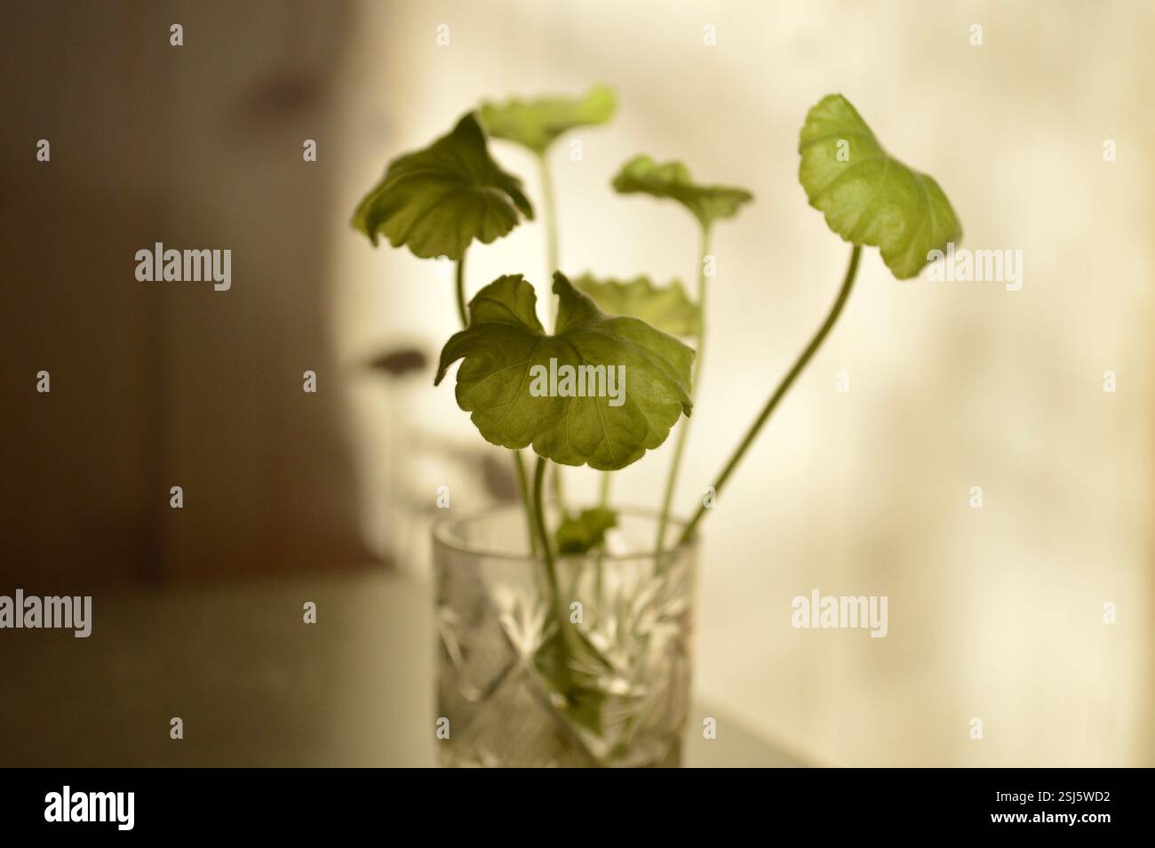 A few delicate Geranium cuttings are standing gracefully in a ...