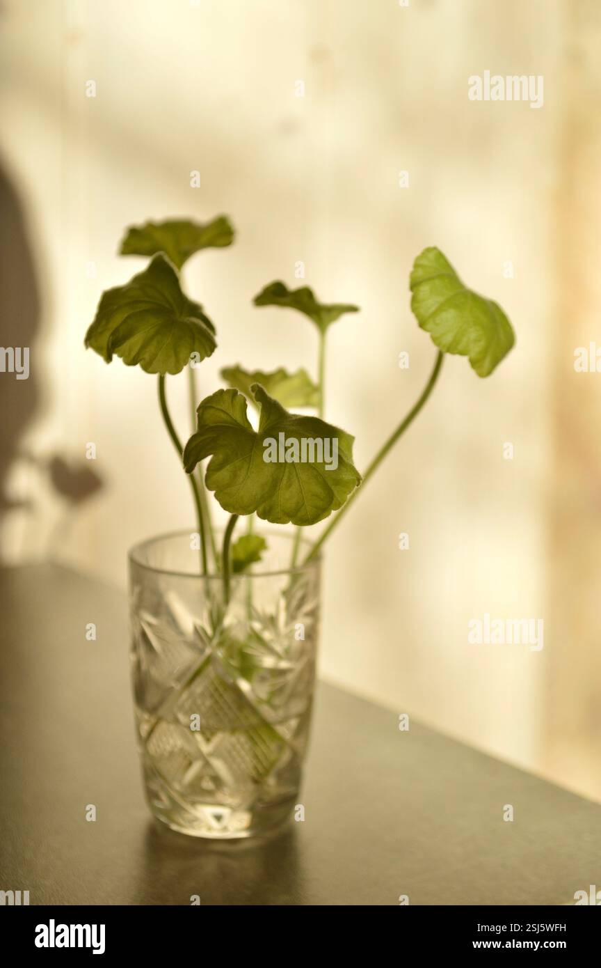 A simple still life of geranium cuttings in a crystal glass, capturing ...