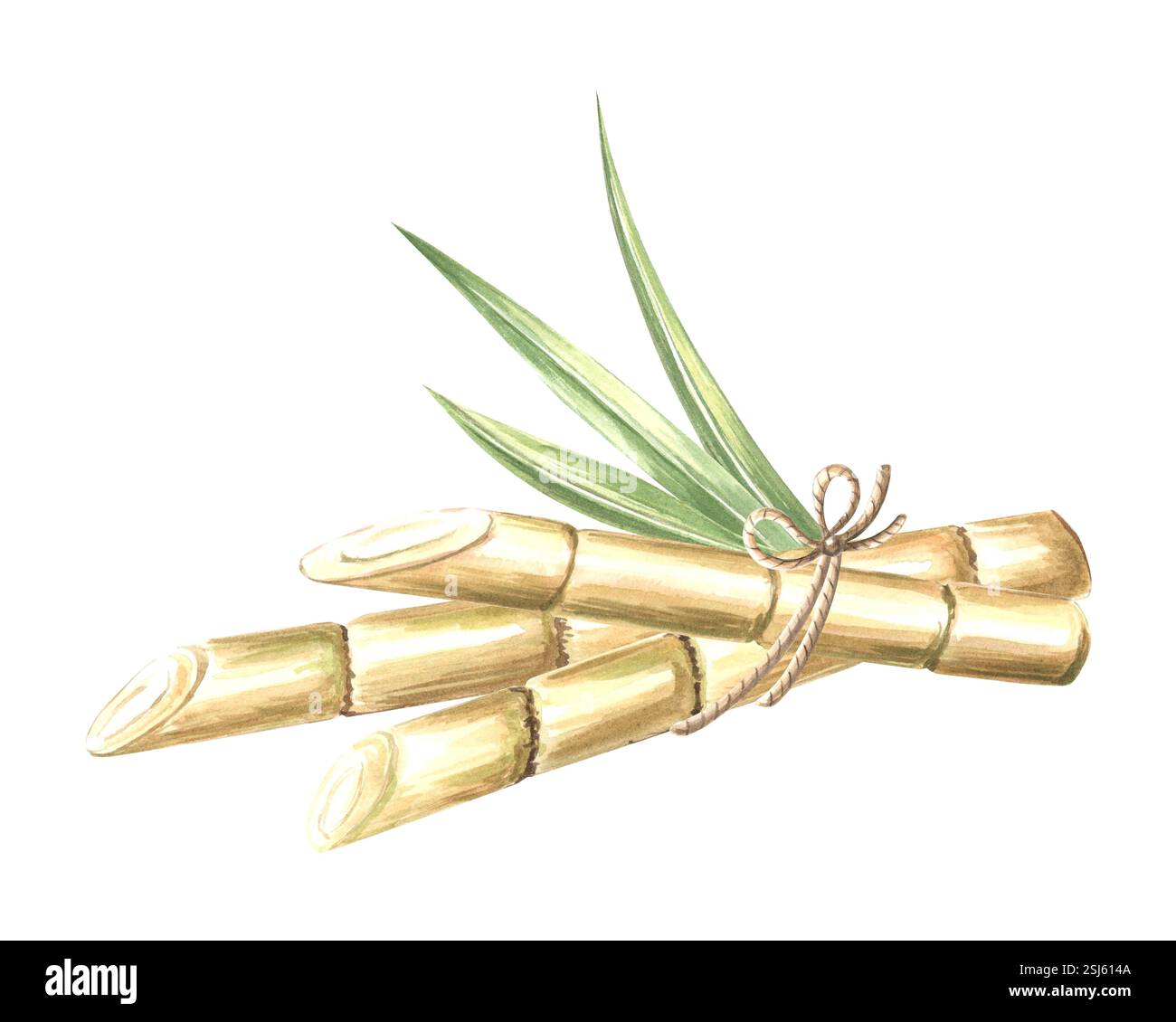 Sugarcane stems and leaves bunch tied rope. Bamboo. Hand drawn ...