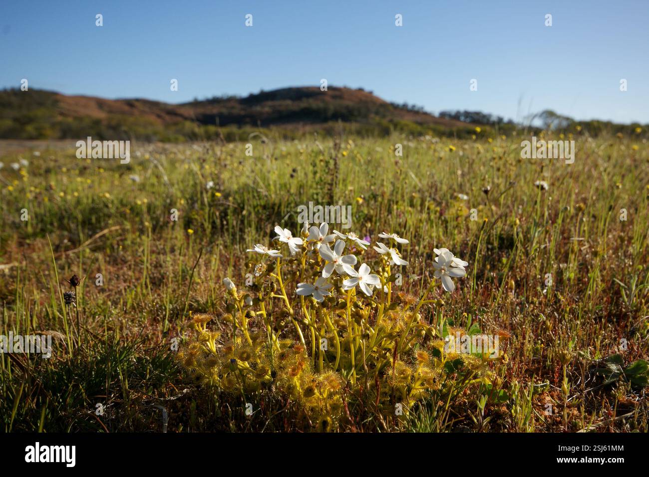 Flowering plants of the carnivorous sundew Drosera rupicola in natural ...