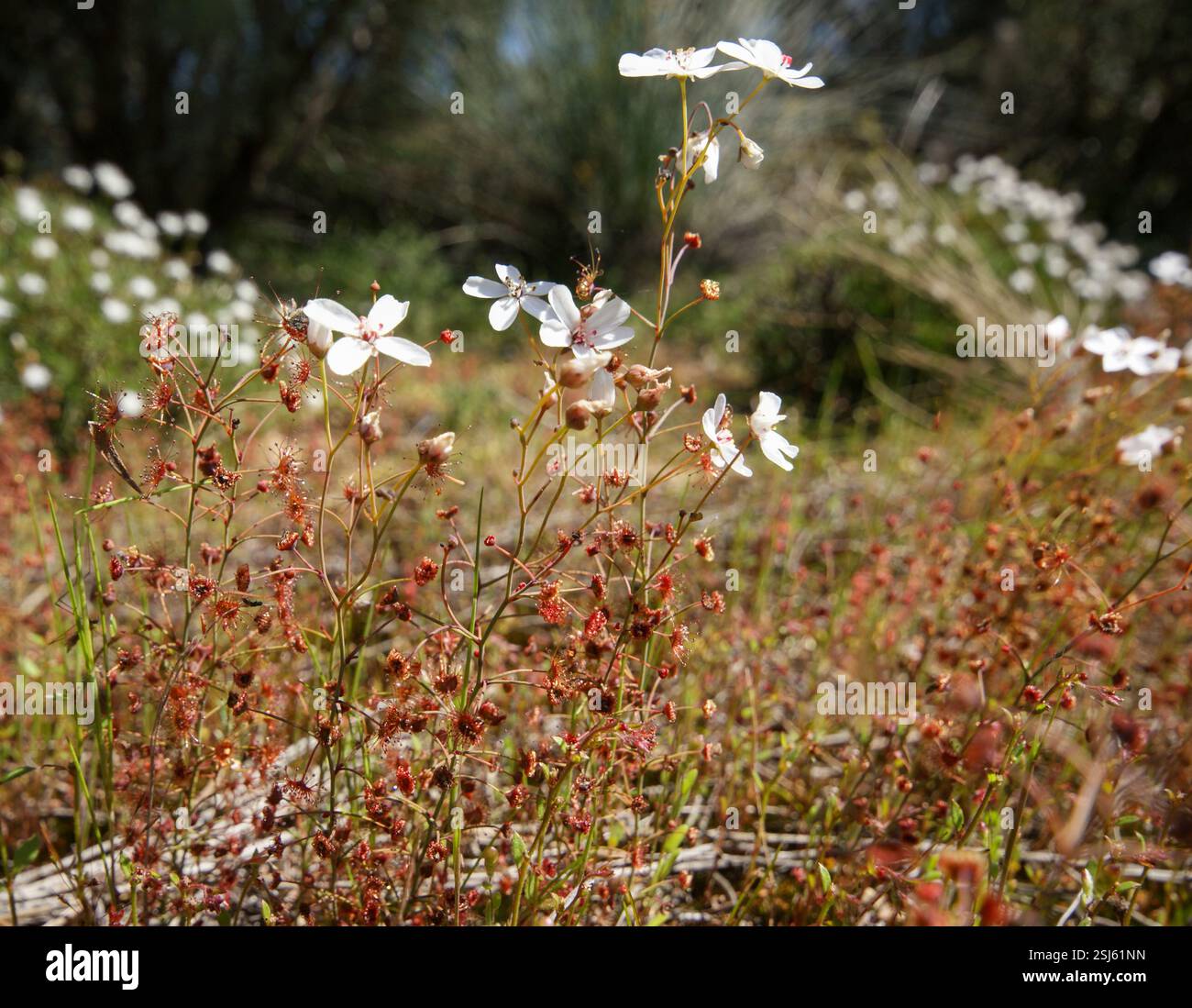 Flowering plants of the carnivorous sundew Drosera graniticola with ...