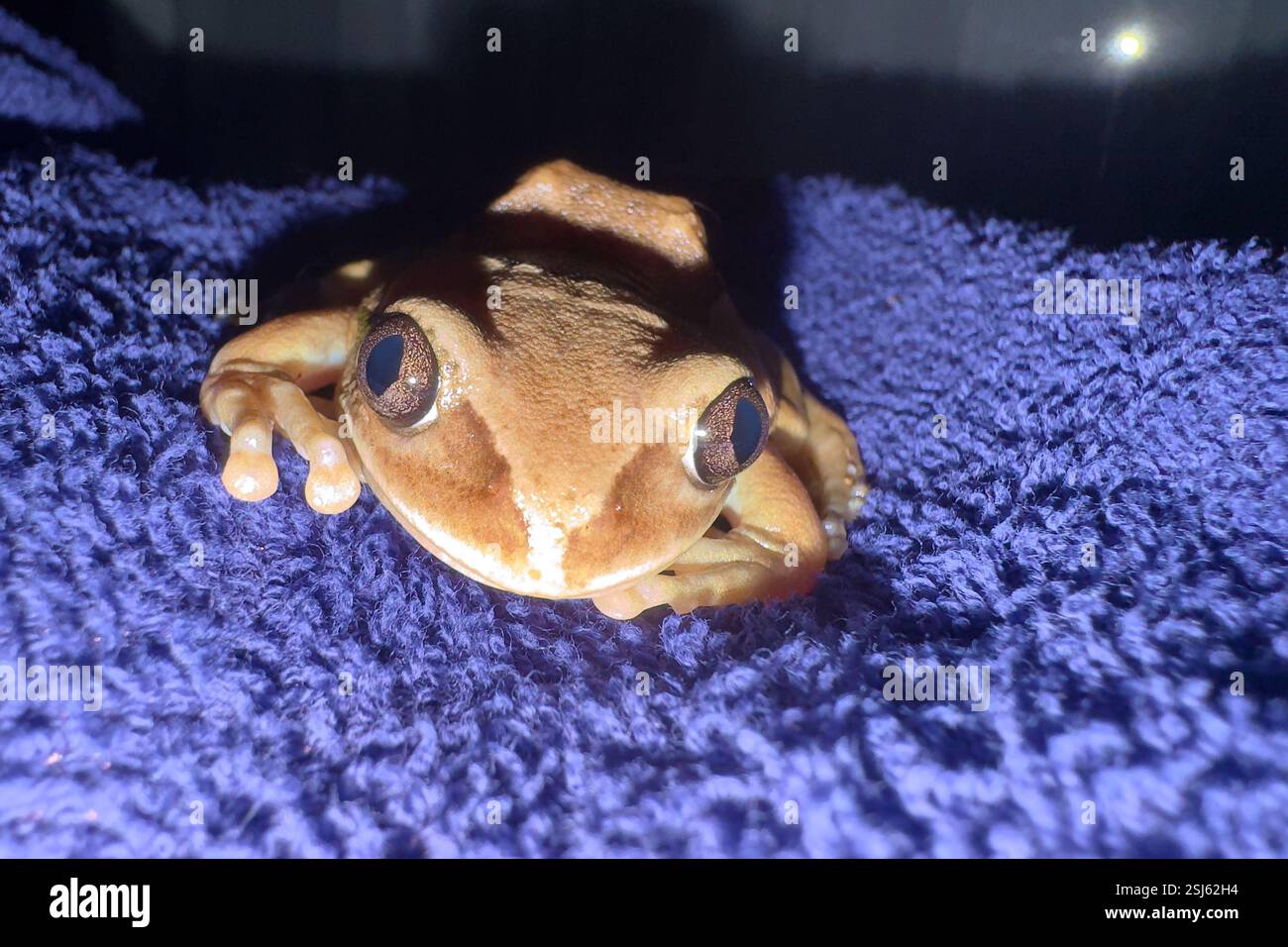 Isimangaliso frog hi-res stock photography and images - Alamy