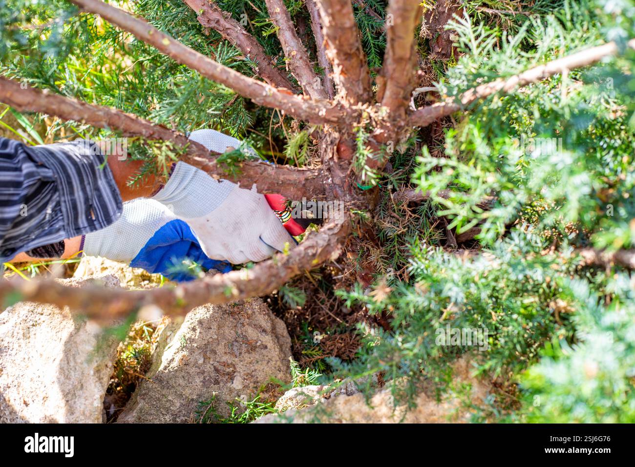 A gardener is pruning trees. A man is shaping a juniper bush with ...