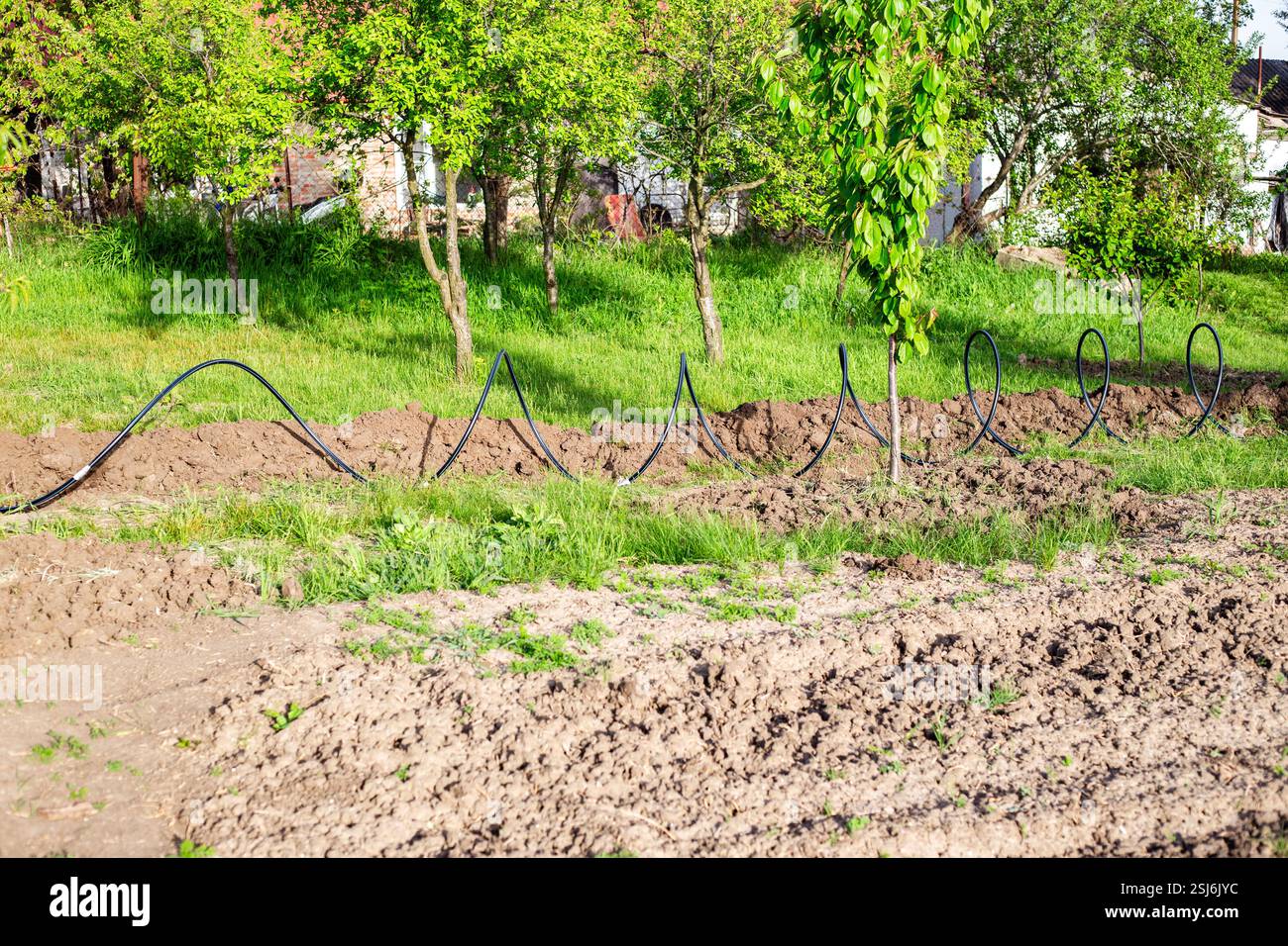 Carrying out drip irrigation in the garden. HDPE pipe lies along the ...