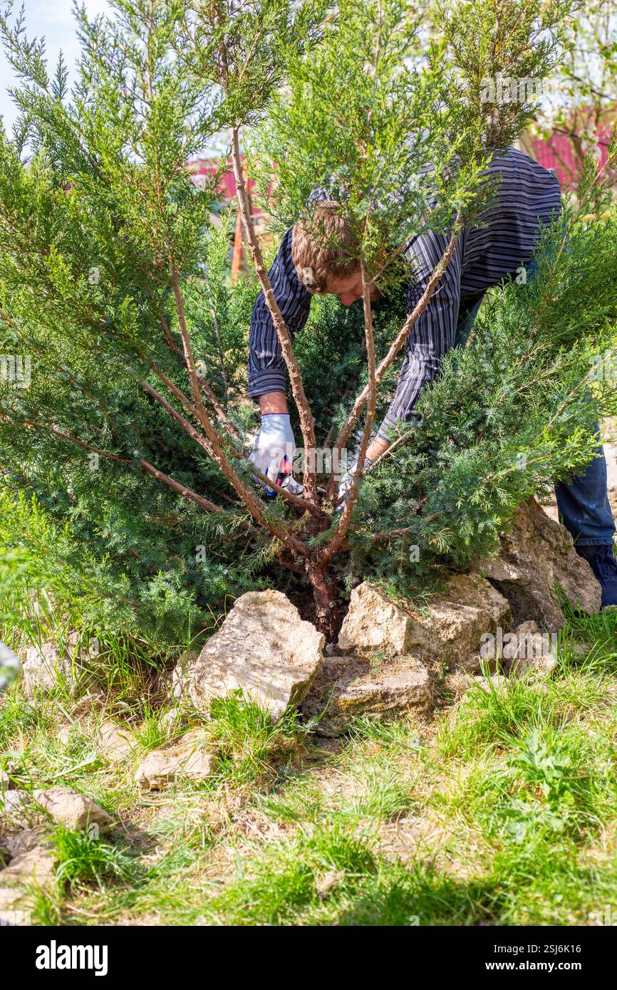 A gardener is pruning trees. A man is shaping a juniper bush with ...