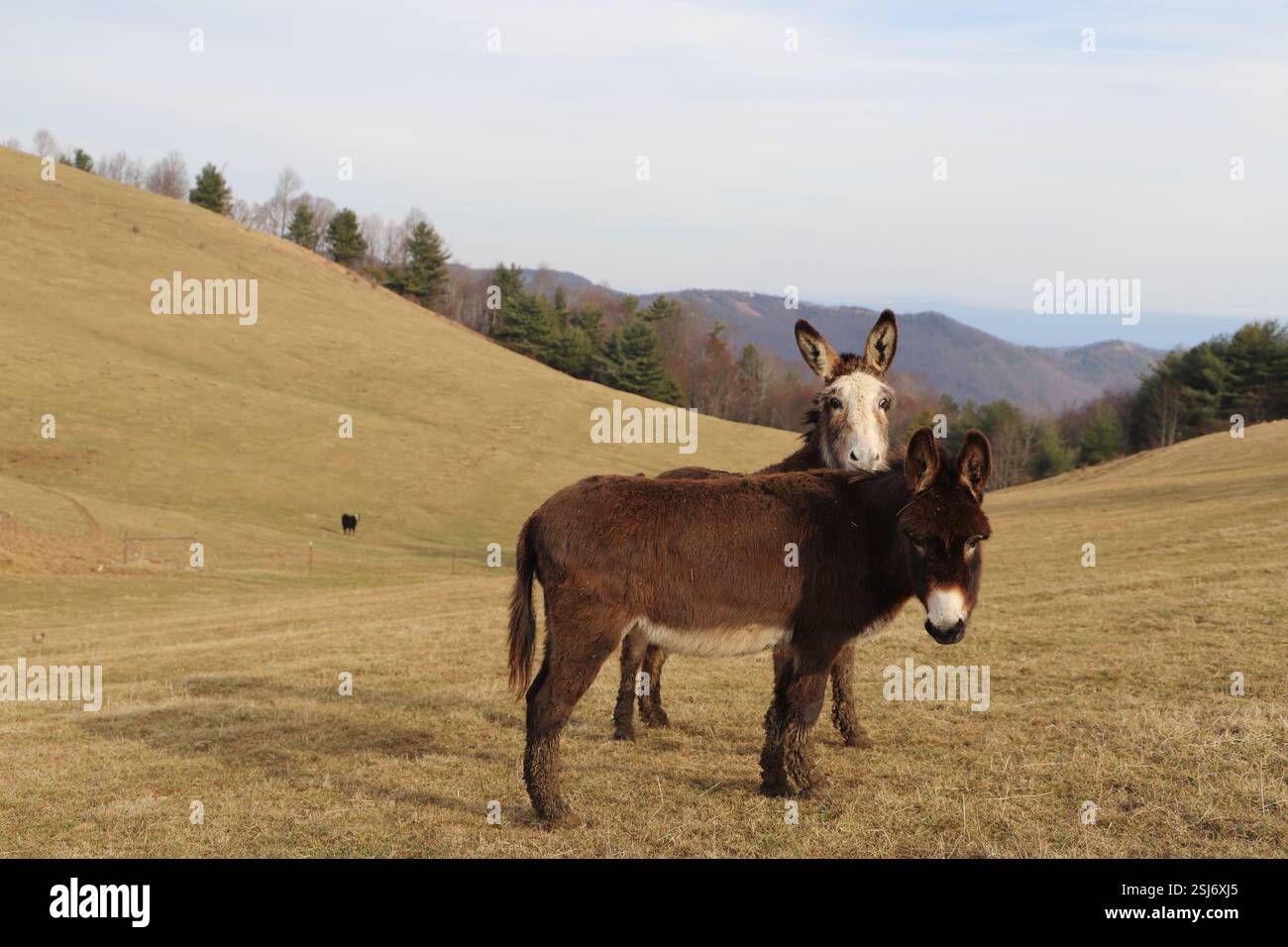 Donkeys on a Mountain Farm Stock Photo - Alamy