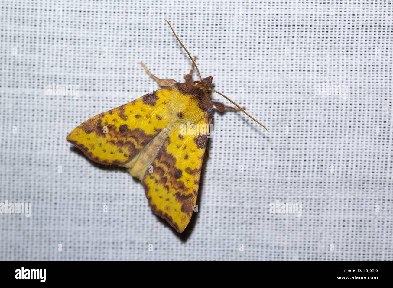 Xanthia togata, the pink-barred sallow, is a beautifully colored moth ...