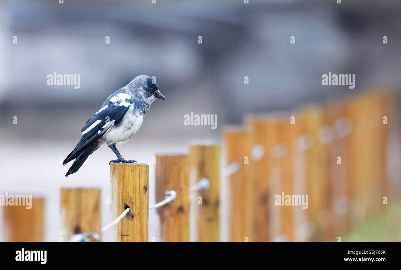 Jackdaw corvus monedula walks hi-res stock photography and images - Alamy