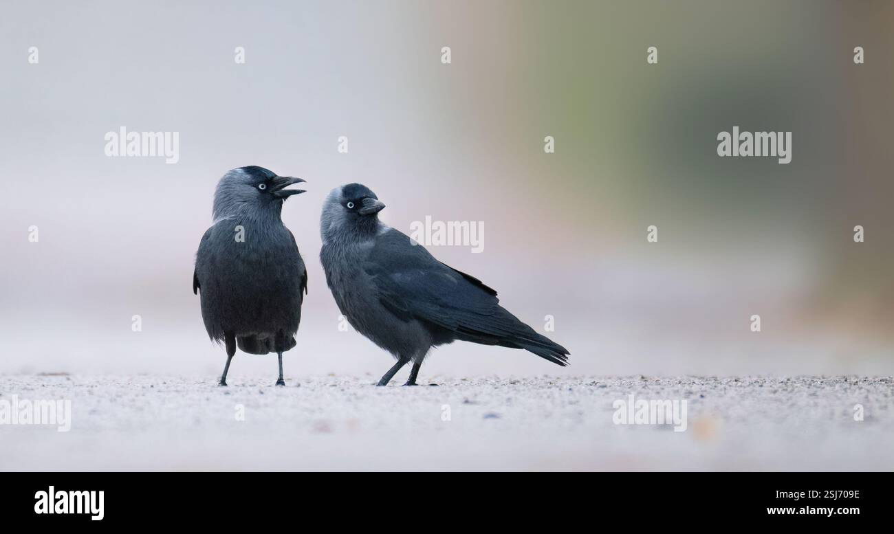 Lehe klushof hi-res stock photography and images - Alamy