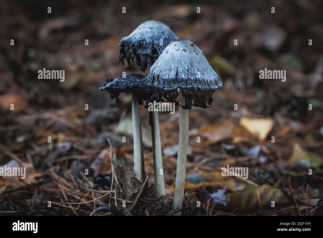 Coprinus comatus called shaggy ink cap in forest in area of Lochow town ...