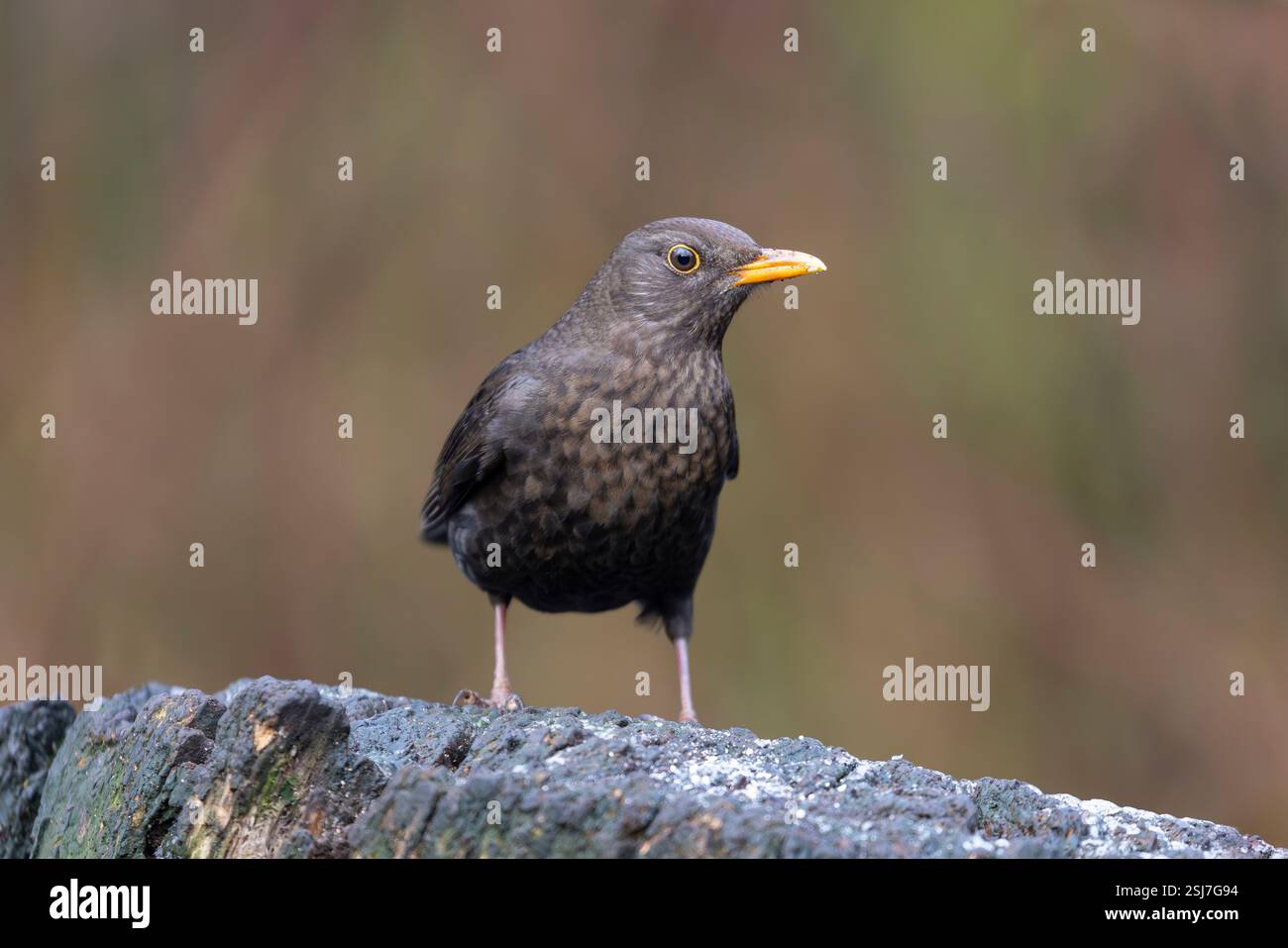 Detailed side view of a female blackbird with a soft and out of focus ...