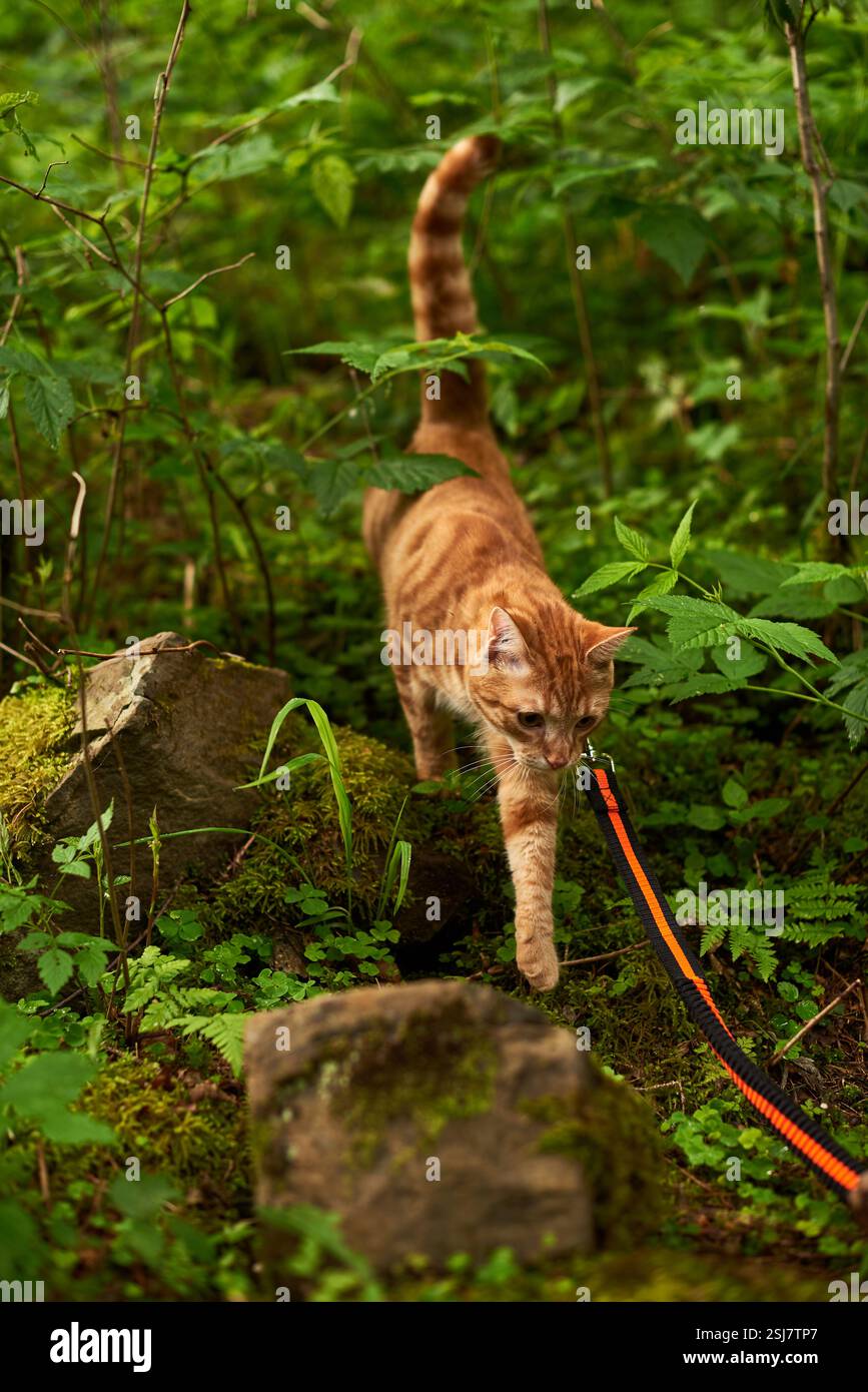 A ginger cat on a leash explores the forest, walking over mossy rocks ...