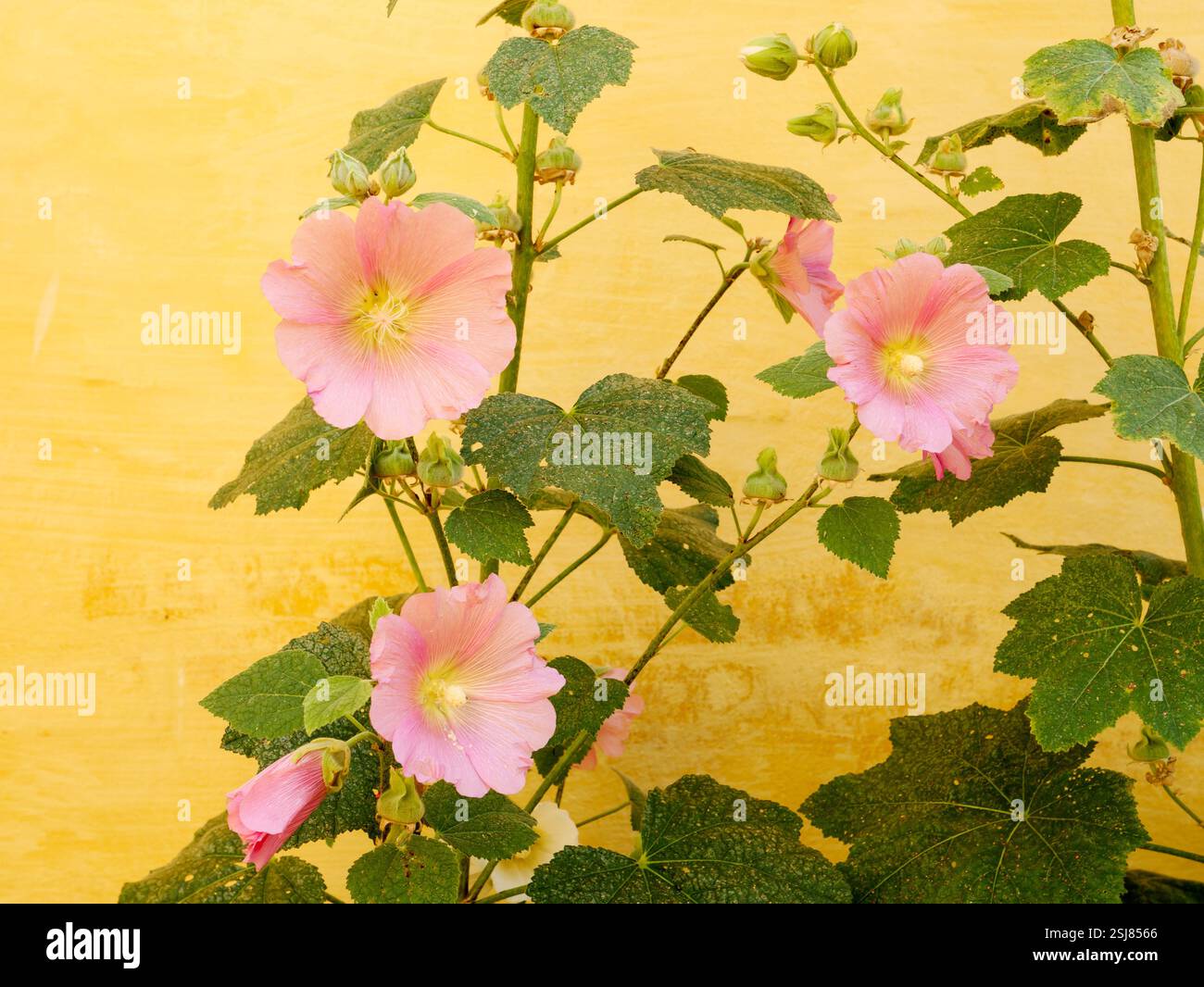 Pink hollyhock flowers, Alcea rosea, against yellow wall in Dragør Old ...