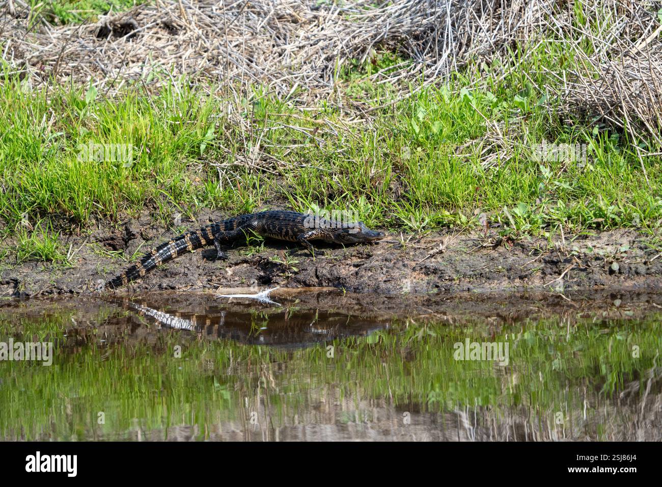 Florida Alligators sunning on river bank in Florida Stock Photo - Alamy