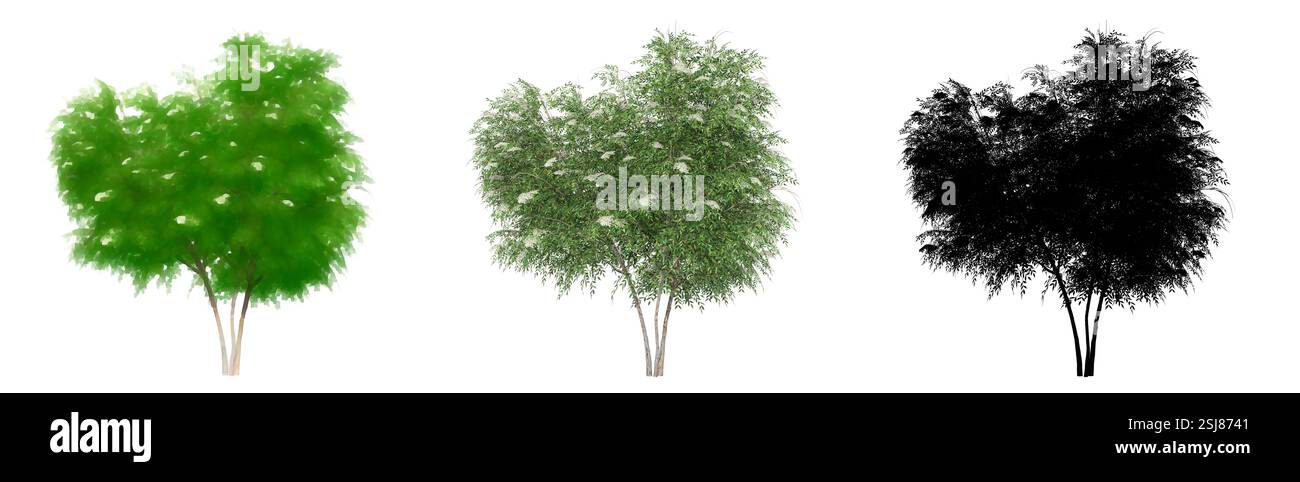 Set or collection of Black Elder trees, painted, natural and as a black ...