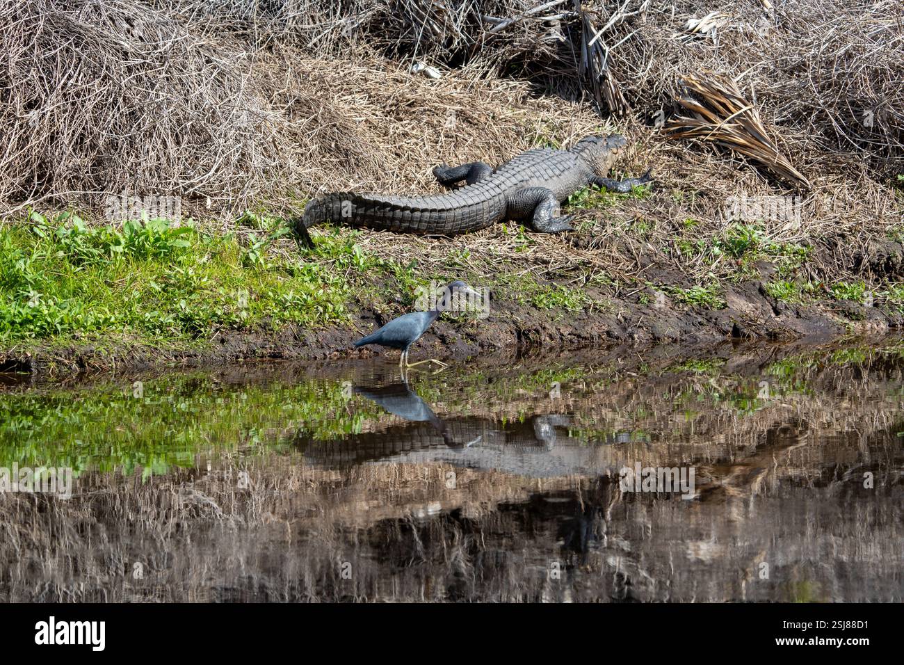 Florida Alligators sunning on river bank in Florida Stock Photo - Alamy