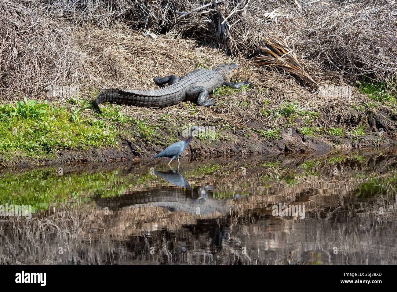 Florida Alligators sunning on river bank in Florida Stock Photo - Alamy