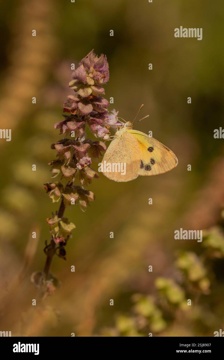 Colotis hi-res stock photography and images - Alamy