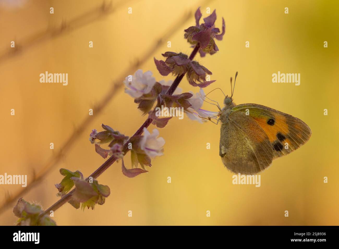 Colotis phisadia, the blue-spotted Arab, is a small butterfly of the ...