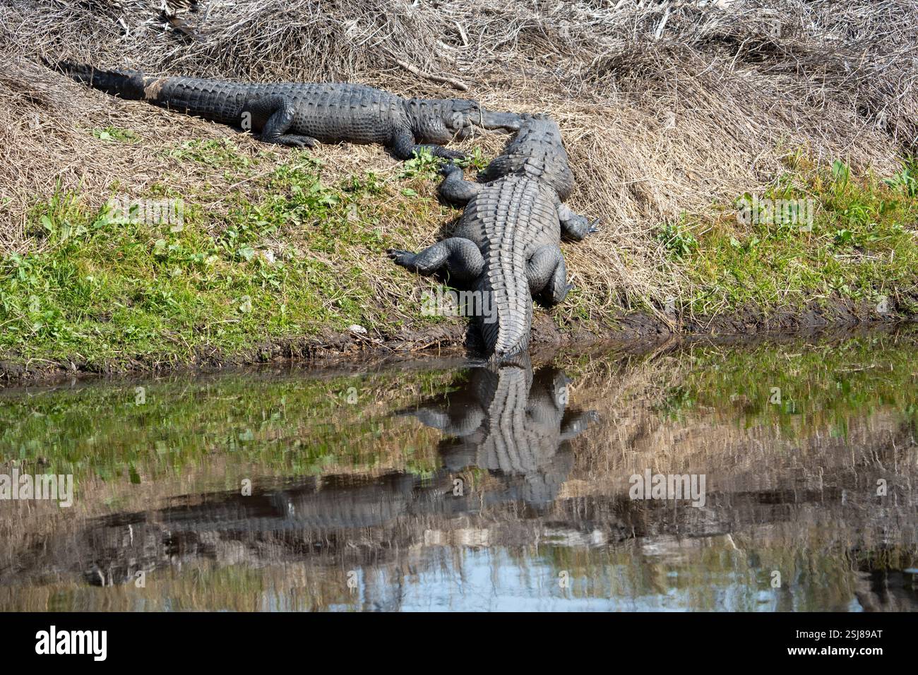 Florida Alligators sunning on river bank in Florida Stock Photo - Alamy