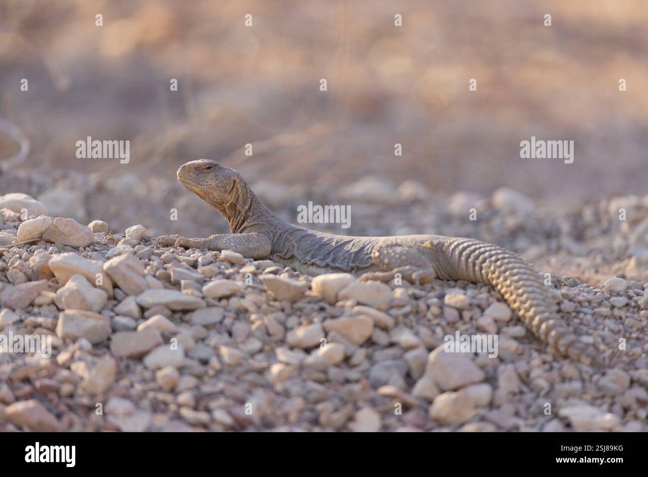 Egyptian dab lizard hi-res stock photography and images - Alamy