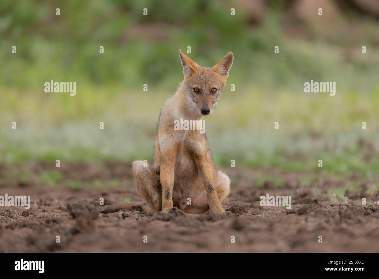 Male Juvenile Golden Jackal (Canis aureus), also called the Asiatic ...