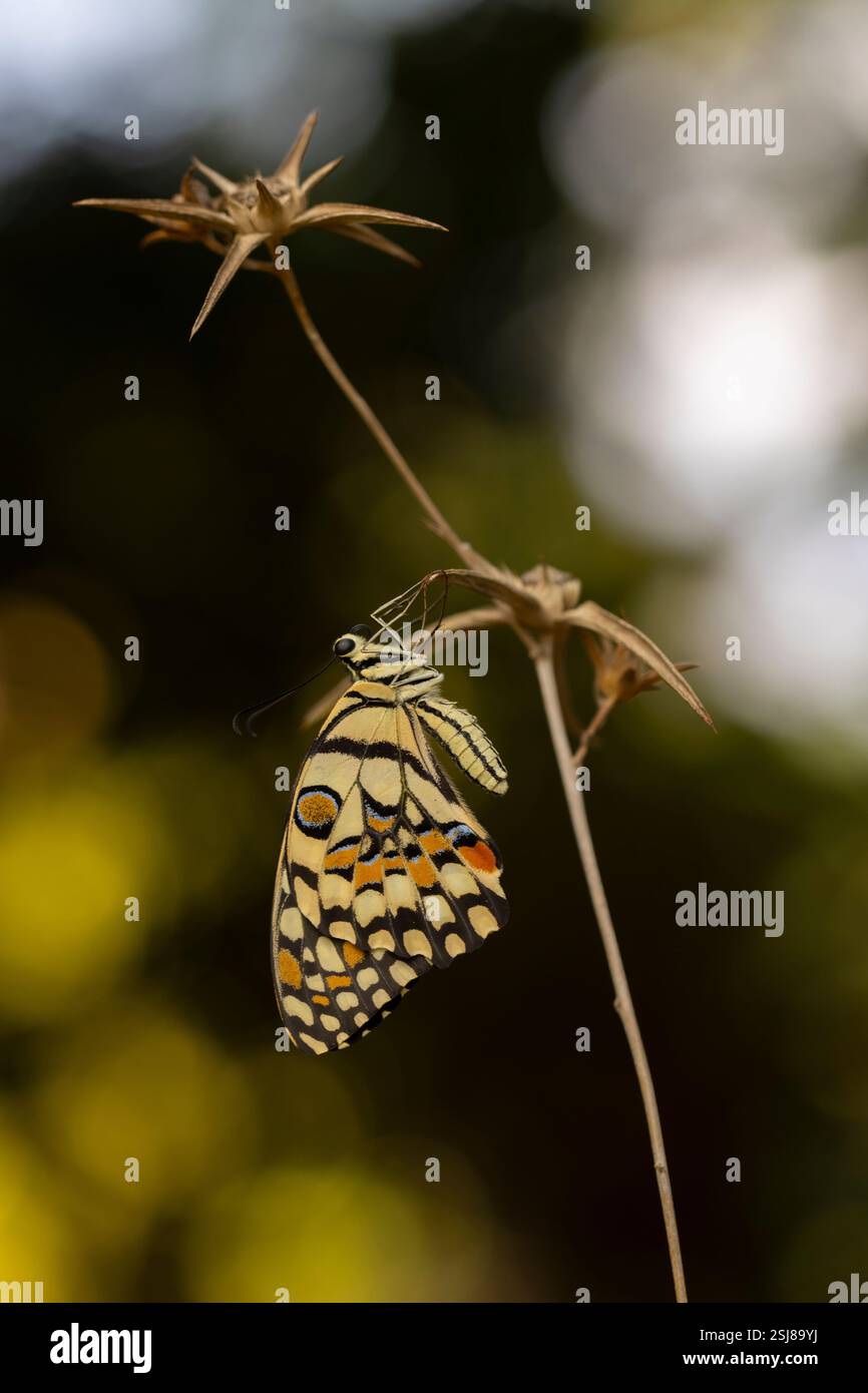 Papilio demoleus lime swallowtail butterfly. The butterfly is also ...