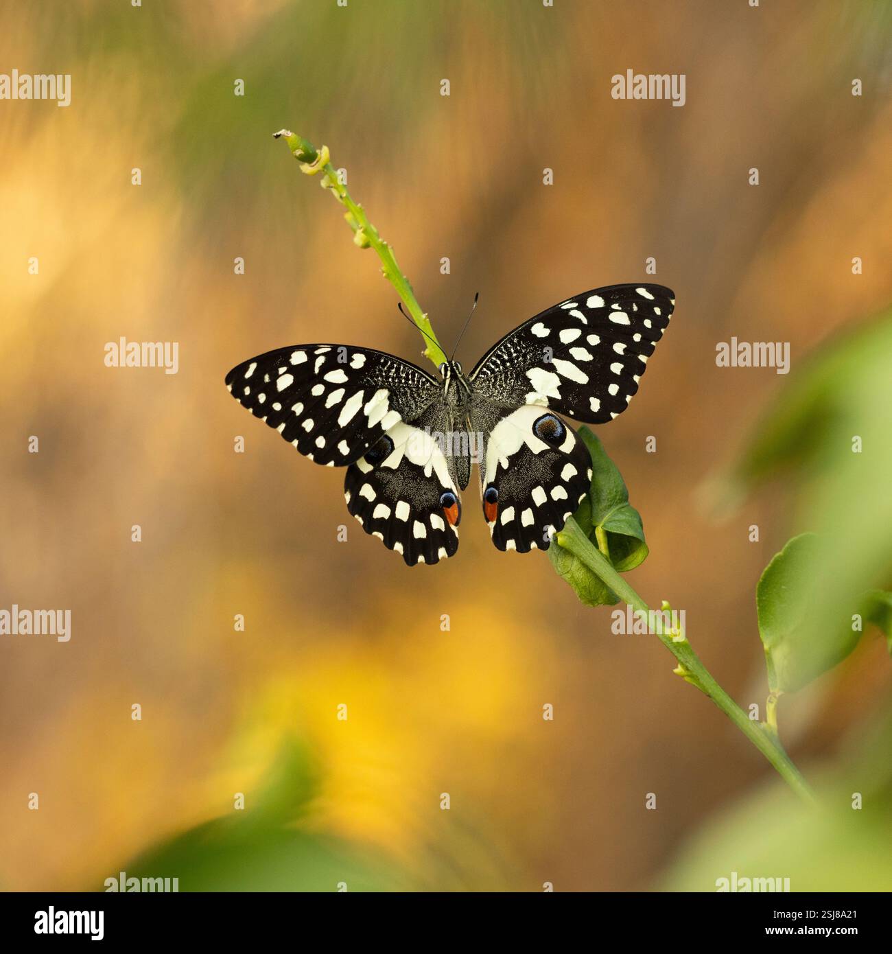 Papilio demoleus lime swallowtail butterfly. The butterfly is also ...