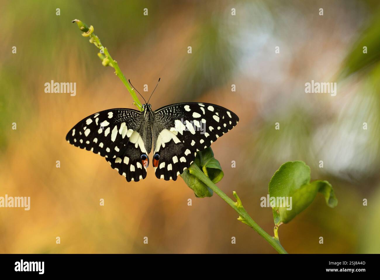 Papilio demoleus lime swallowtail butterfly. The butterfly is also ...