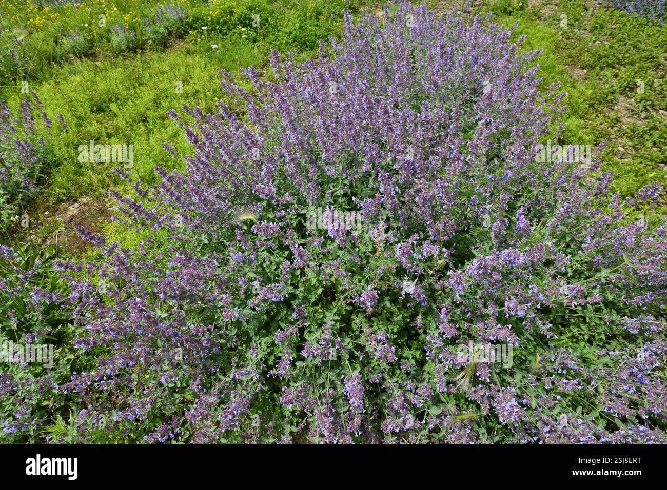 Nepeta Racemosa or catnip - flowering plant used in landscape design ...