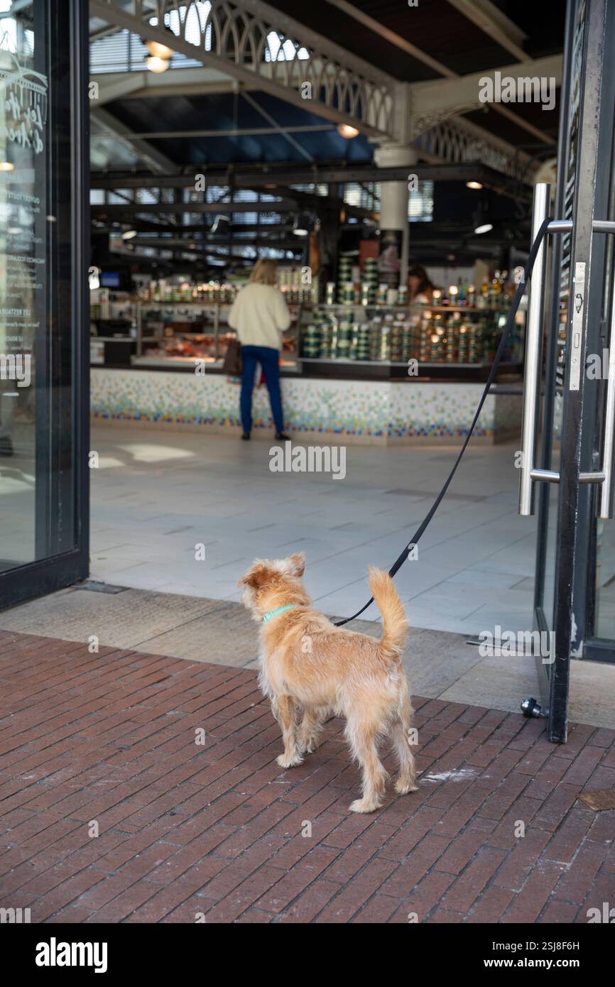 Dog waiting for owner at the Les Halles d'Arcachon indoor food market ...