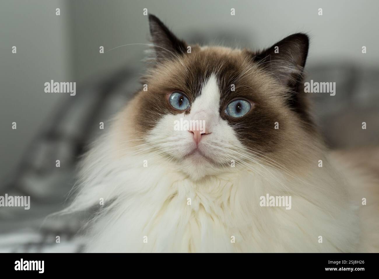 Portrait of a beautiful Ragdoll cat in a home environment Stock Photo ...