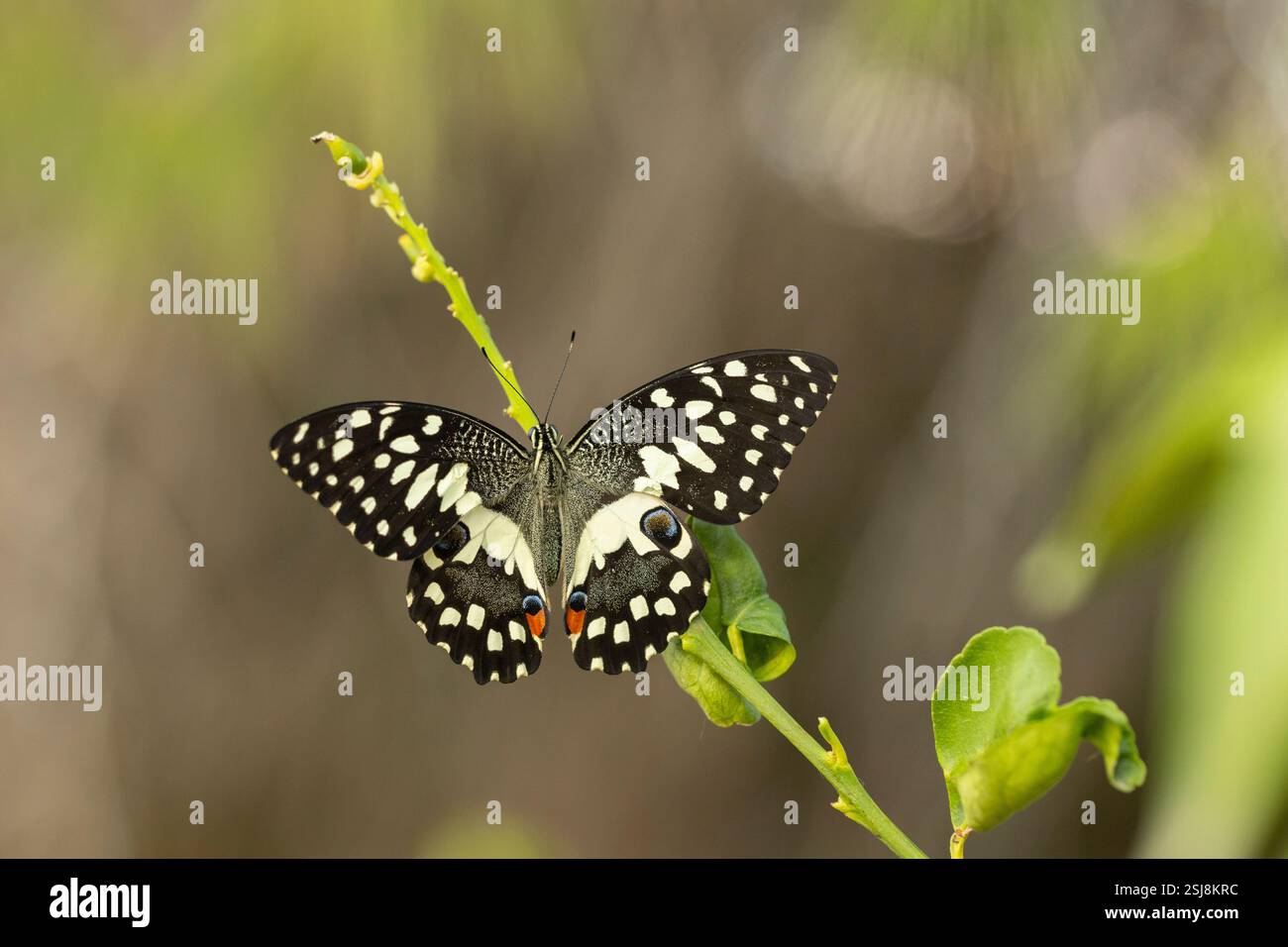 Papilio demoleus lime swallowtail butterfly. The butterfly is also ...