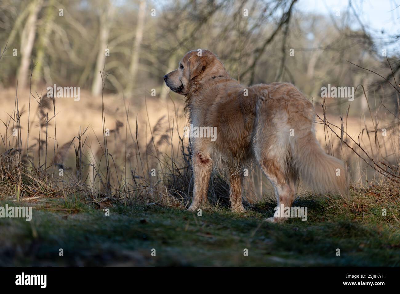 Golden Retriever Dog Enjoys Spring In The Forest Stock Photo - Alamy