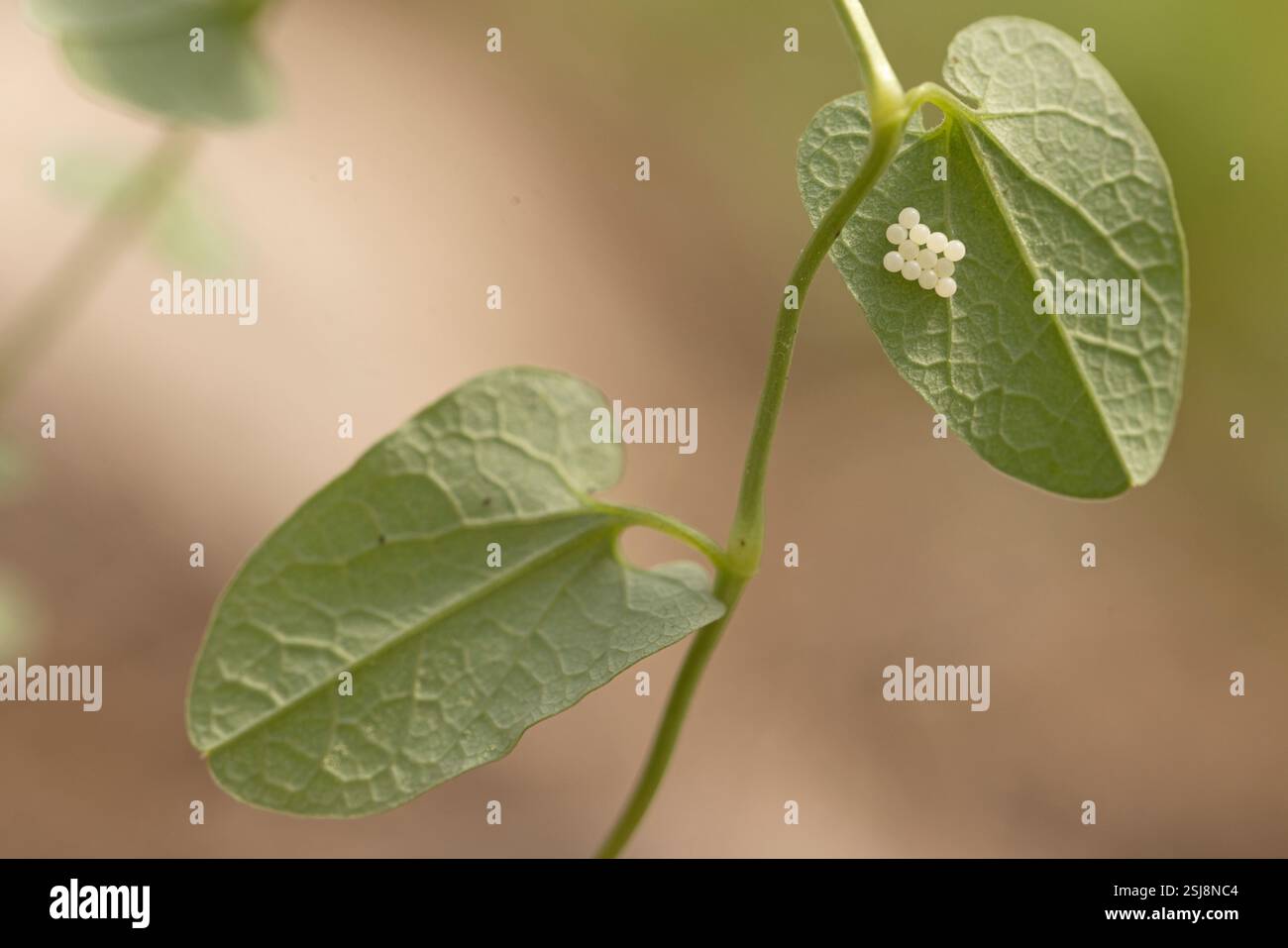 Eggs of Archon apollinus, the false Apollo butterfly laid on the ...