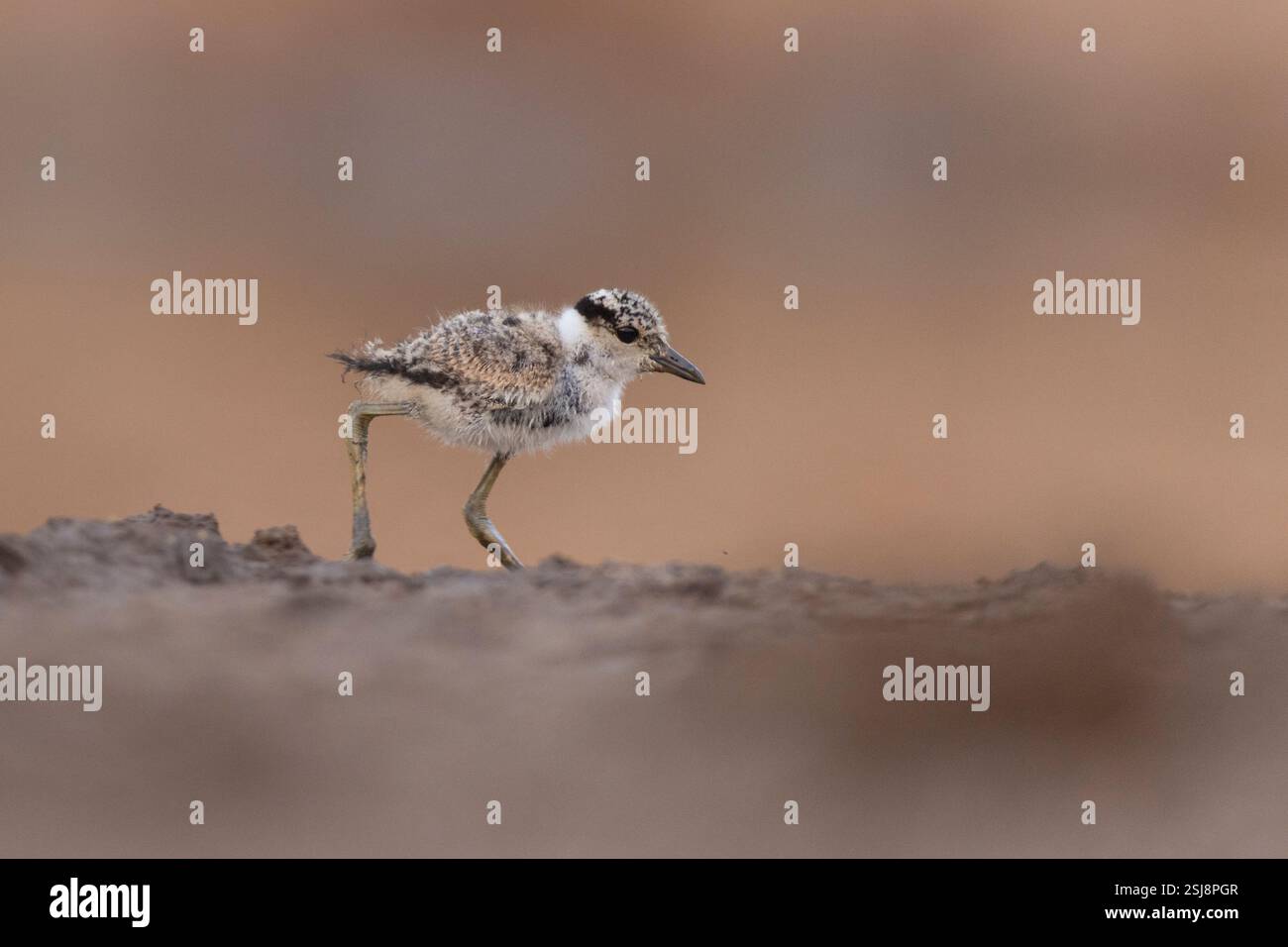 Spur-winged plover (or lapwing, Vanellus spinosus قطقاط شوكي الجناح ...