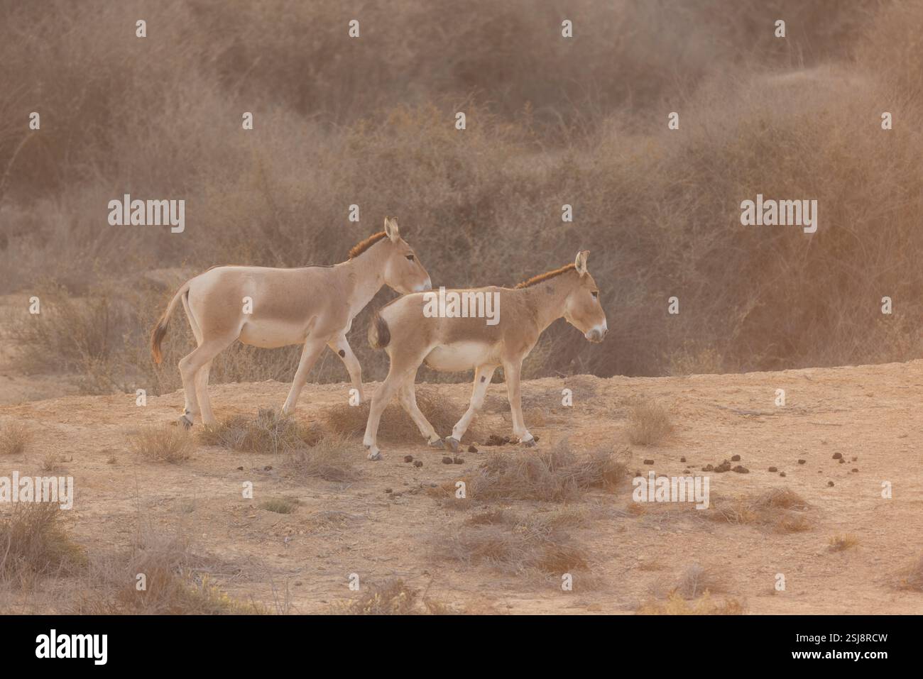 wild onager (Equus hemionus onager), also known as hemione or Asiatic ...