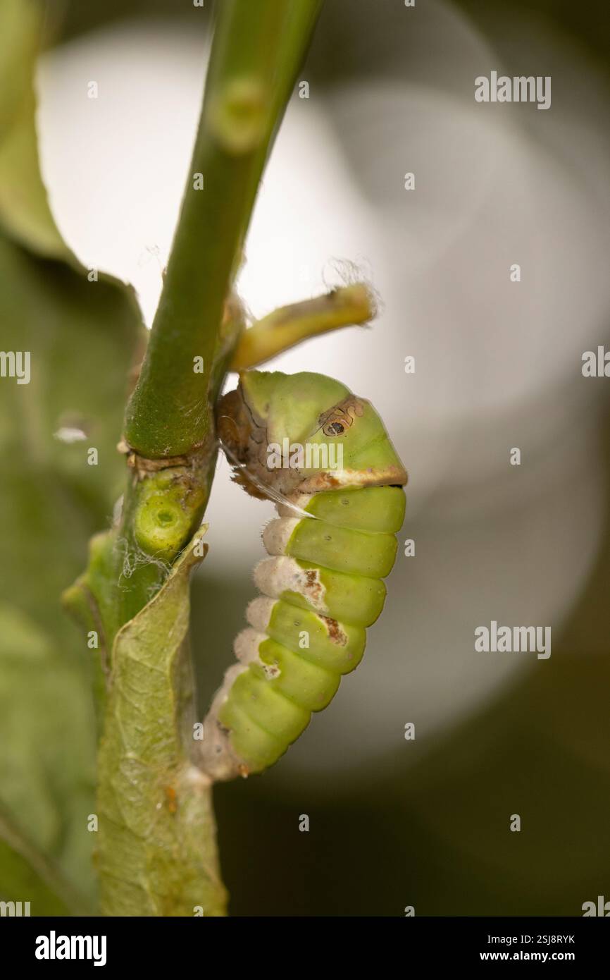caterpillar is starting to pupate A pupa is the life stage of some ...