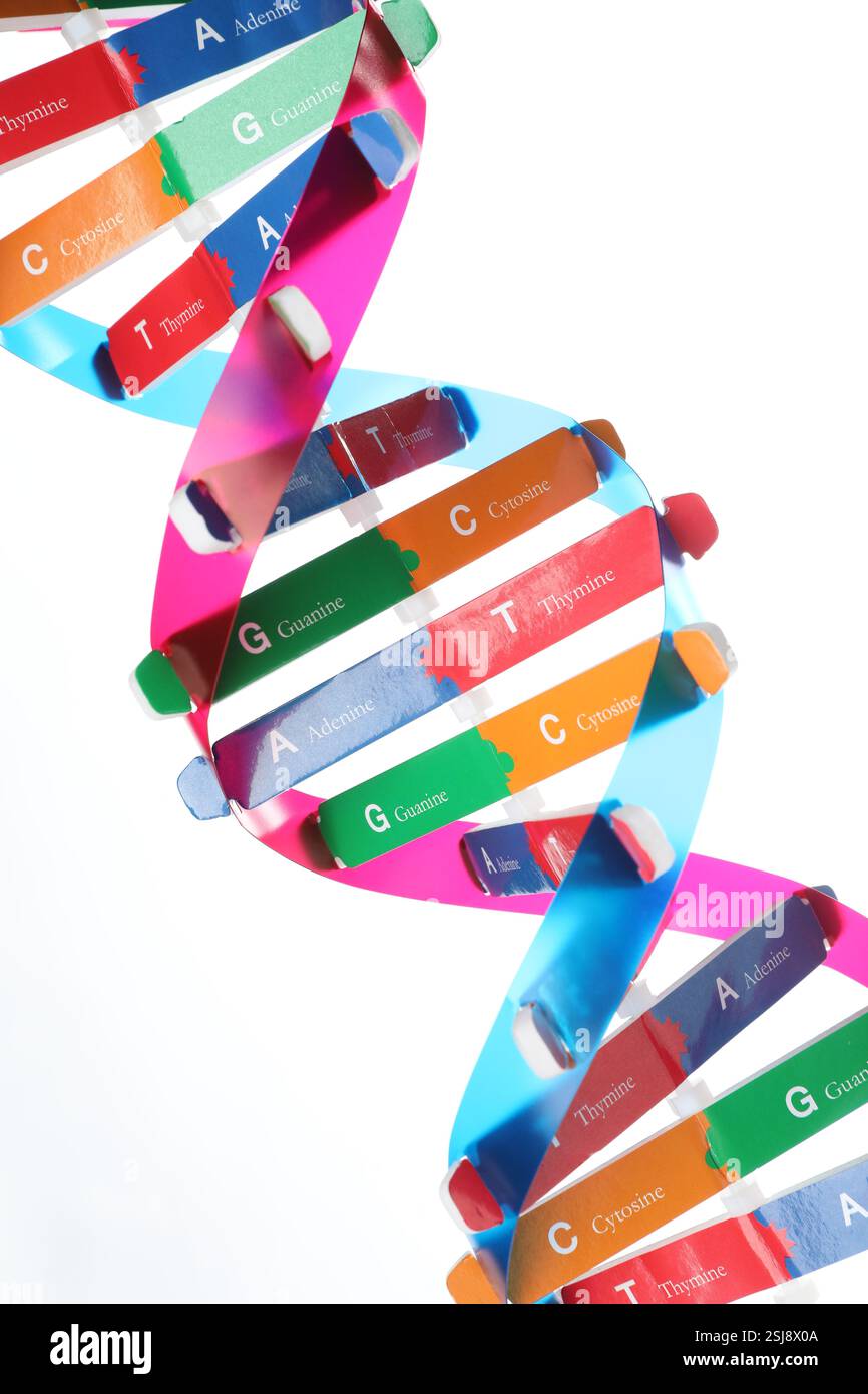 Colorful DNA structure model on white background Stock Photo - Alamy