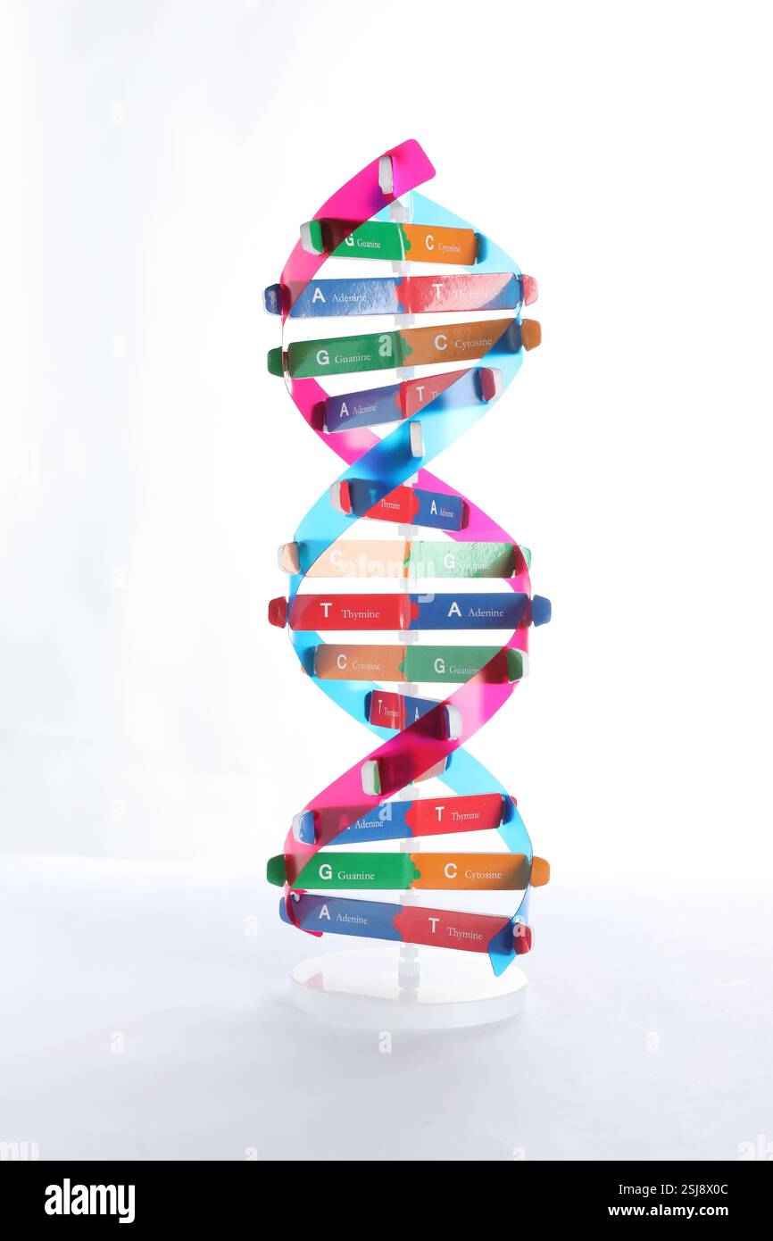 Colorful DNA structure model on white background Stock Photo - Alamy