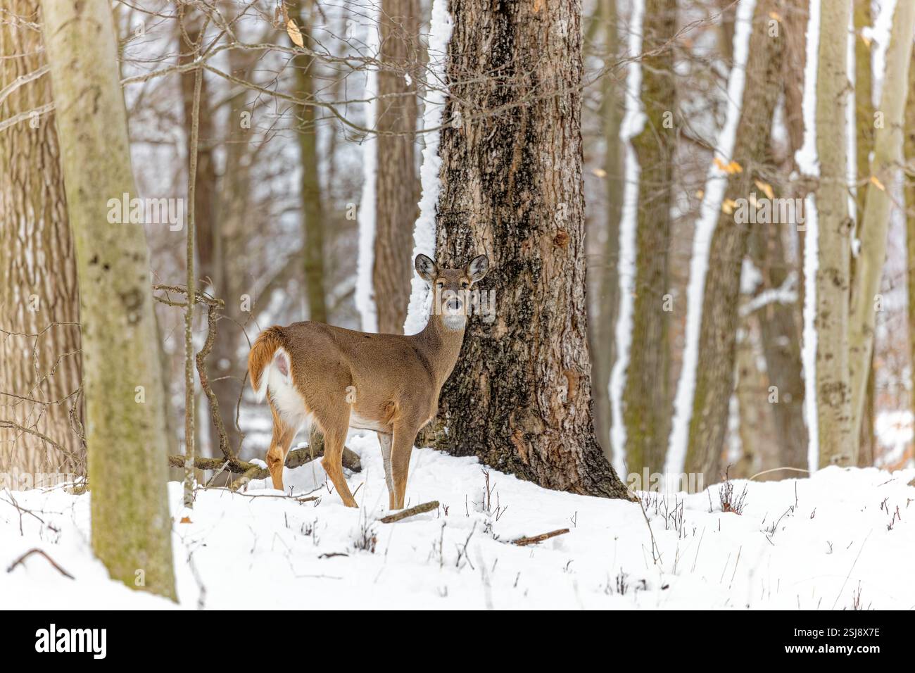 The white-tailed deer (Odocoileus virginianus), also known as the ...
