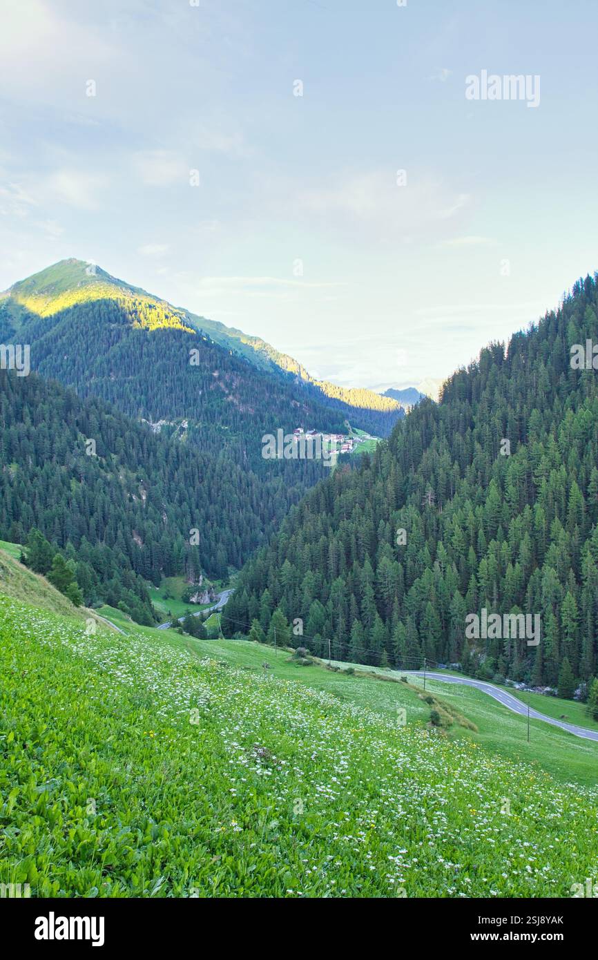 Dense lush alpine forests hi-res stock photography and images - Alamy