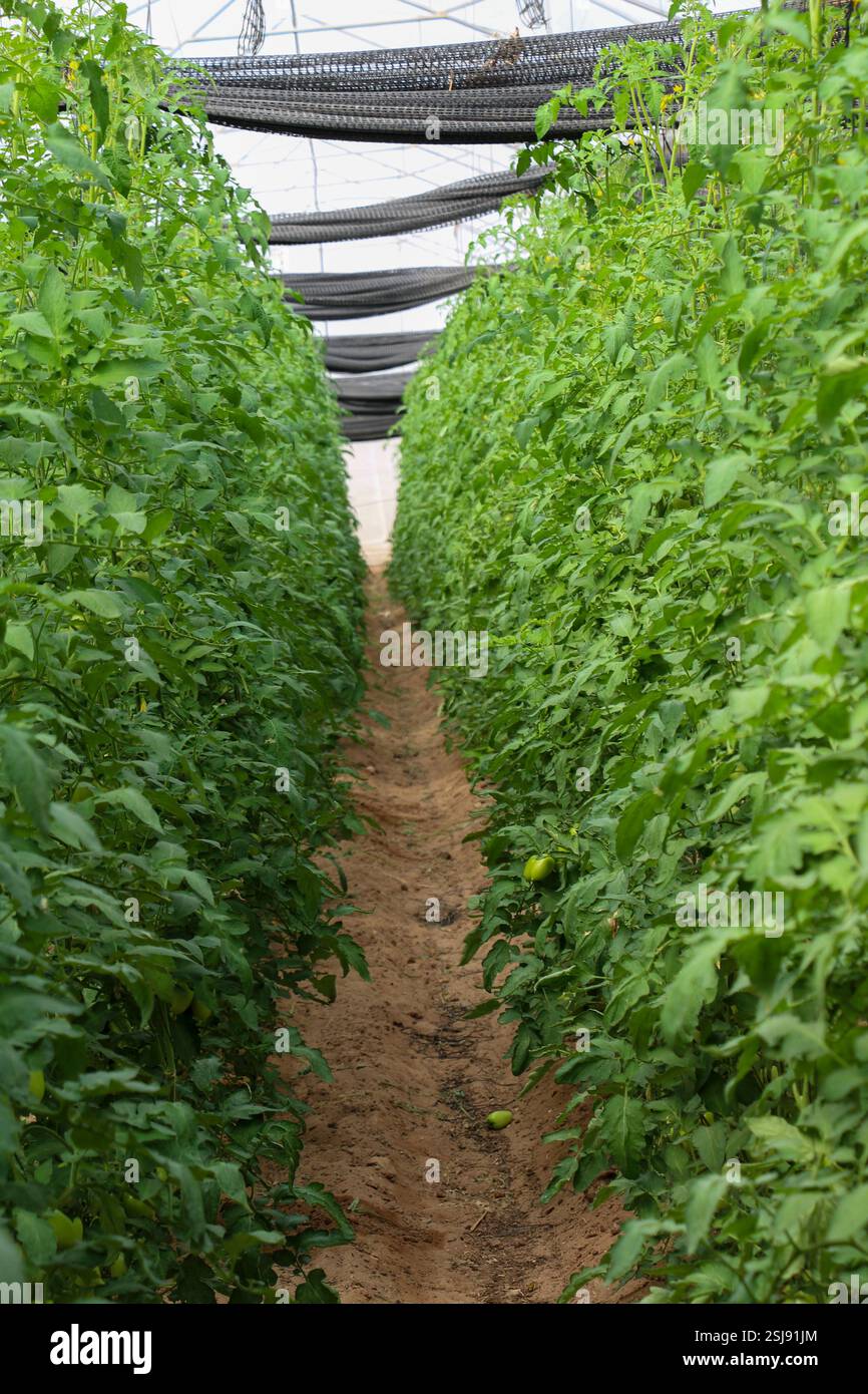 Desert adjusted Agriculture Tomato farming in hothouses photographed in ...