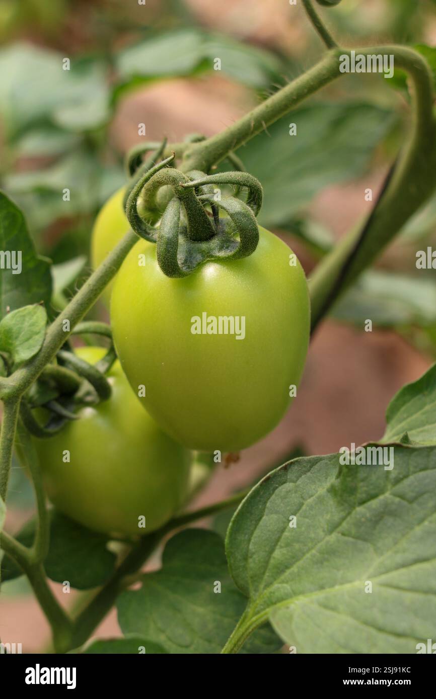 Desert adjusted Agriculture Tomato farming in hothouses photographed in ...