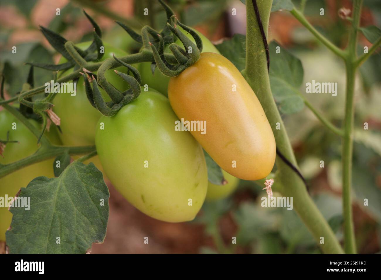 Desert adjusted Agriculture Tomato farming in hothouses photographed in ...