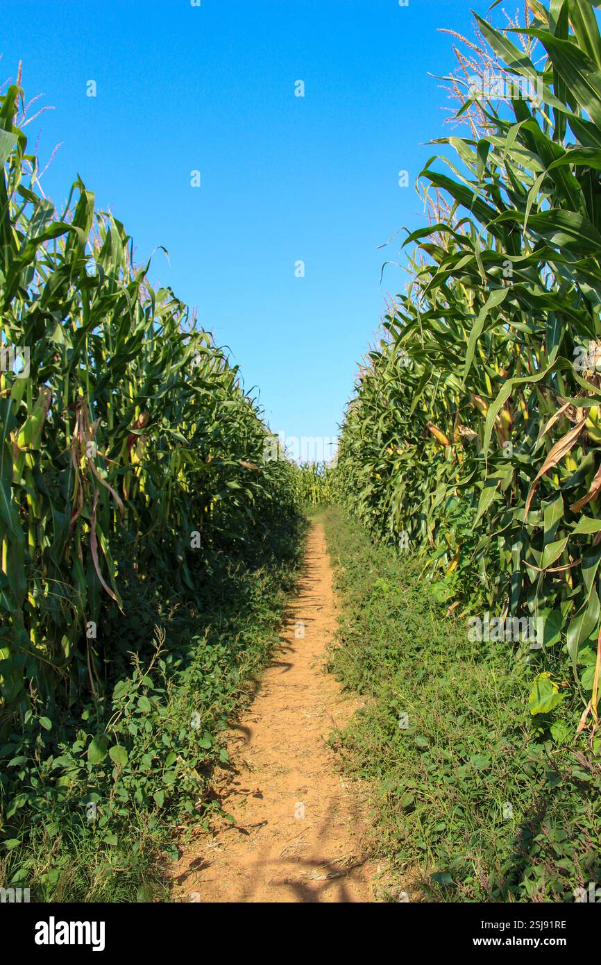 corn field. with blue sky background Photographed in Israel in November ...