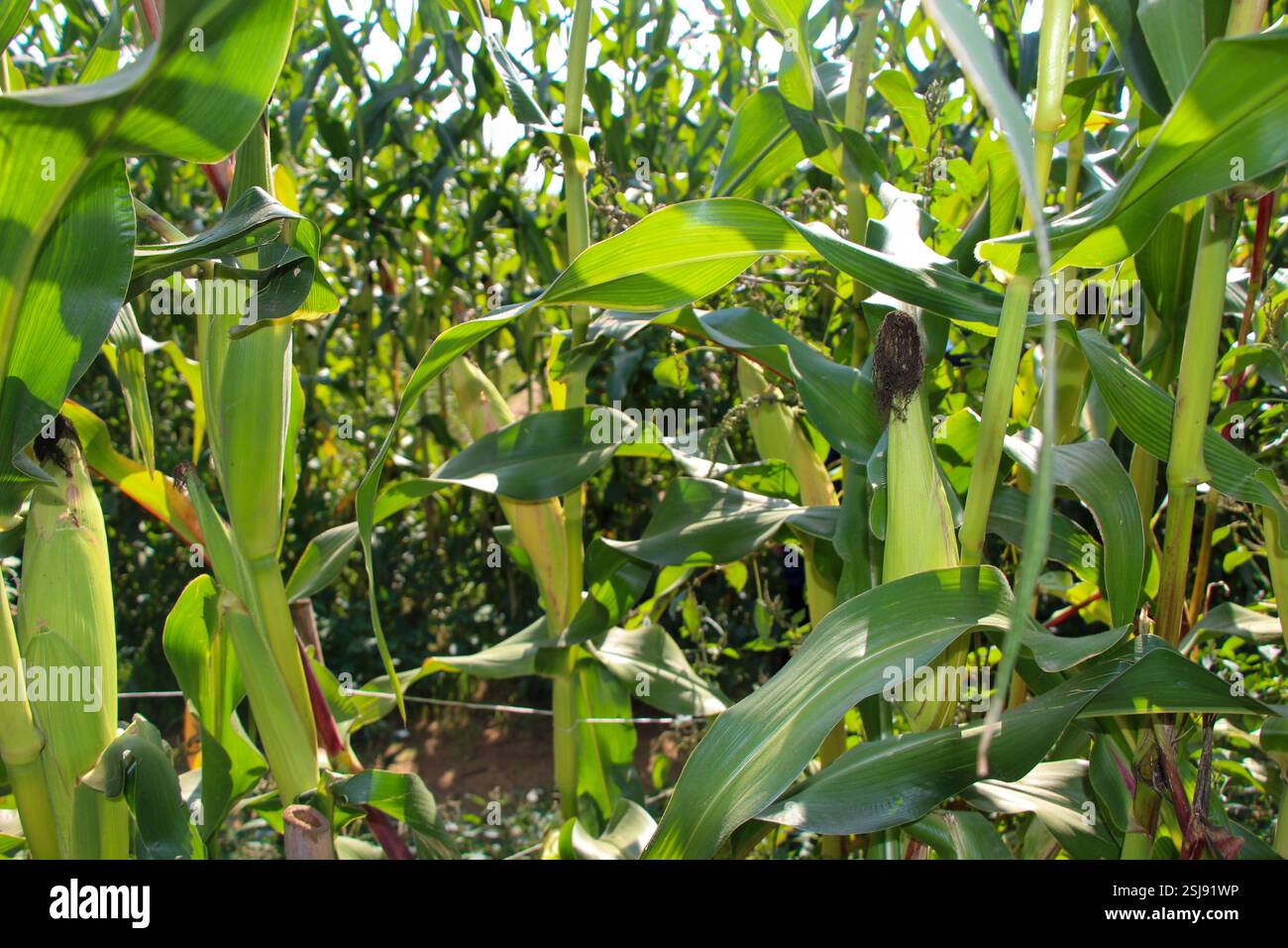 corn field. with blue sky background Photographed in Israel in November ...