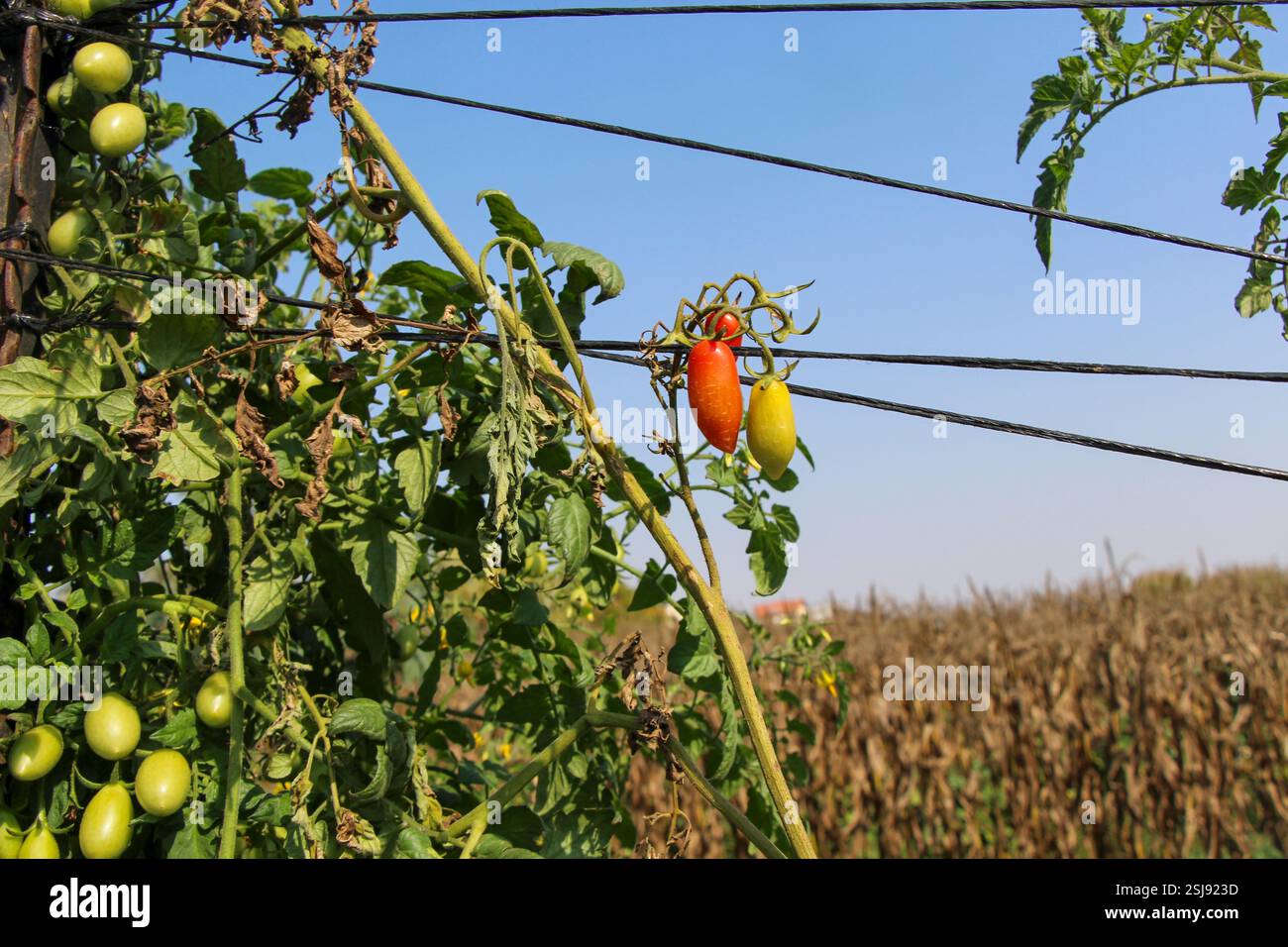 Desert adjusted Agriculture Tomato farming in hothouses photographed in ...