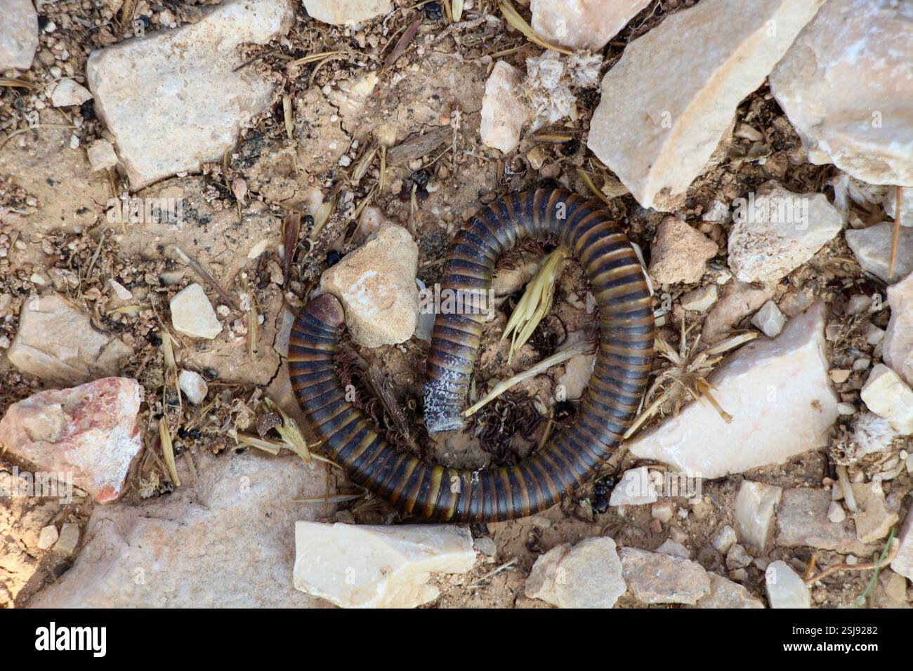 Curled antennae hi-res stock photography and images - Alamy