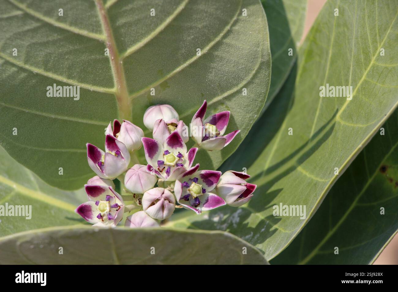 Flower calotropis procera species in hi-res stock photography and ...